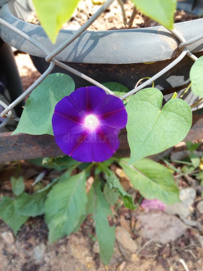 Sol violeta imagen de archivo. Imagen de violeta, adentro - 110540455