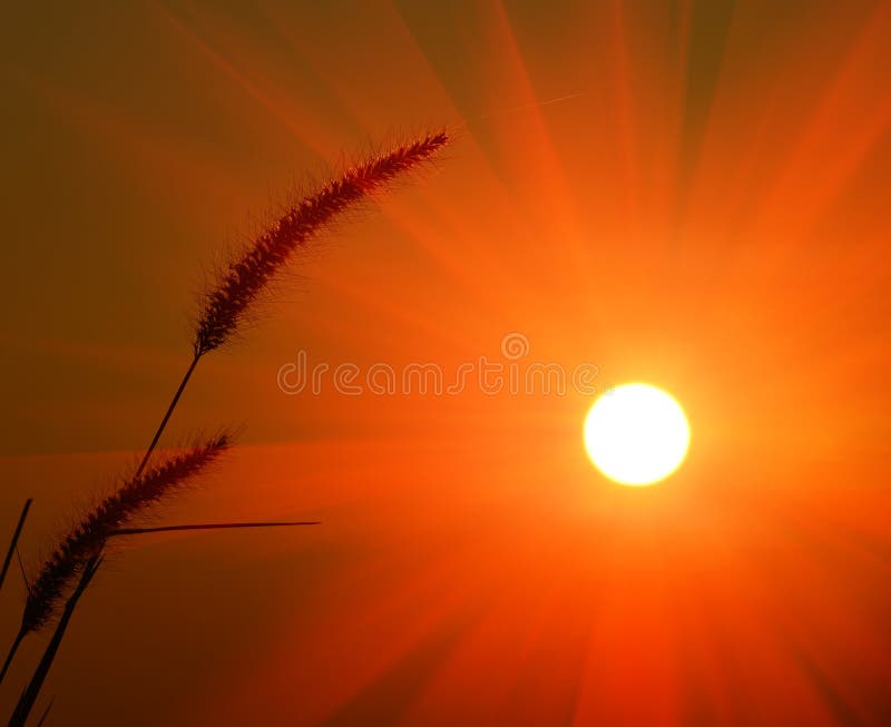 Sol Y Silueta Grandes Del GRAMINEAE Foto de archivo - Imagen de ...