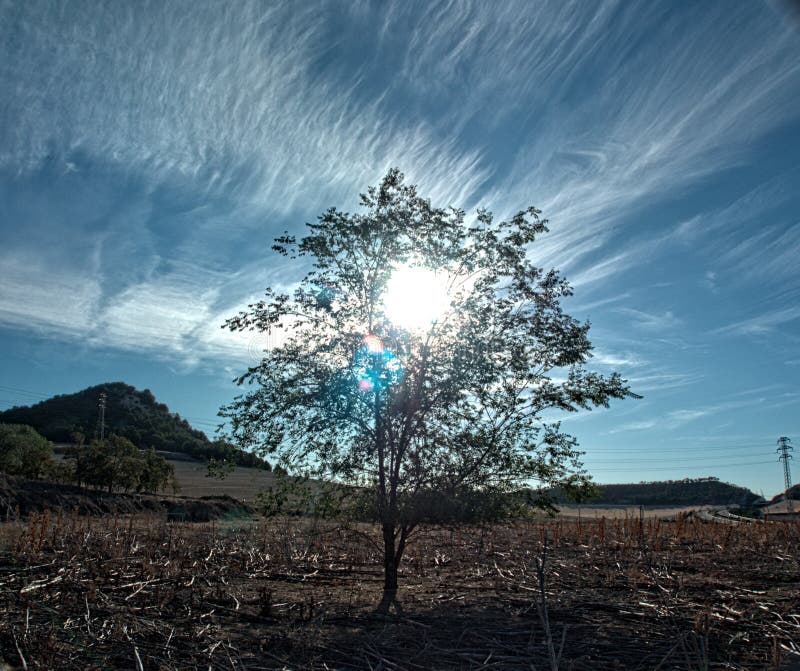 Sun and Shadow Under a Tree Stock Image - Image of trees, meadow: 105792091