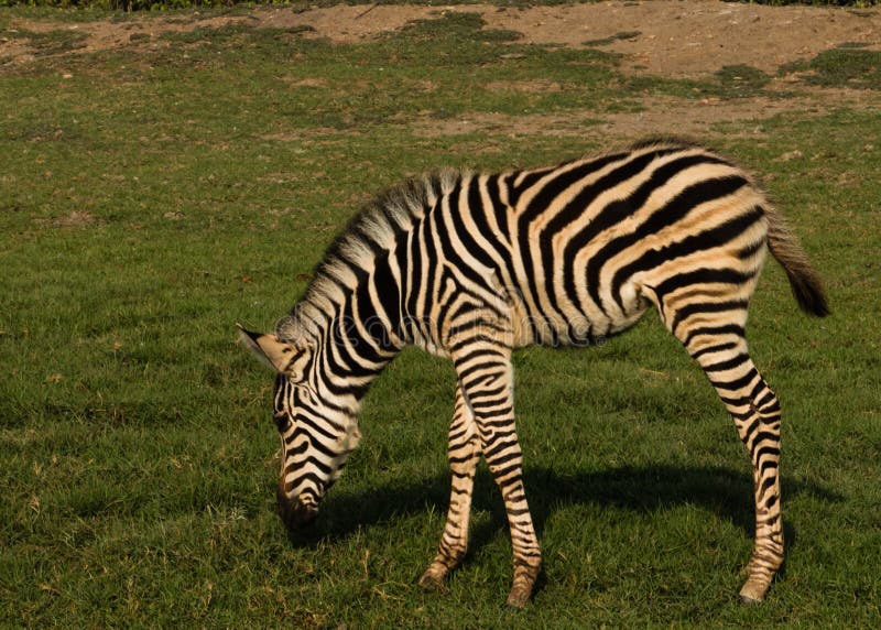 Sola Cebra Salvaje De La Vida Que Come Su Comida Imagen de archivo ...