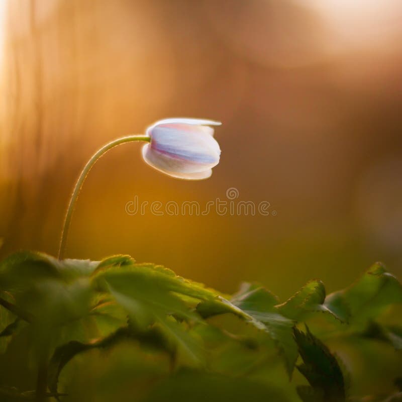 Sola flor blanca imagen de archivo. Imagen de maderas - 37903895