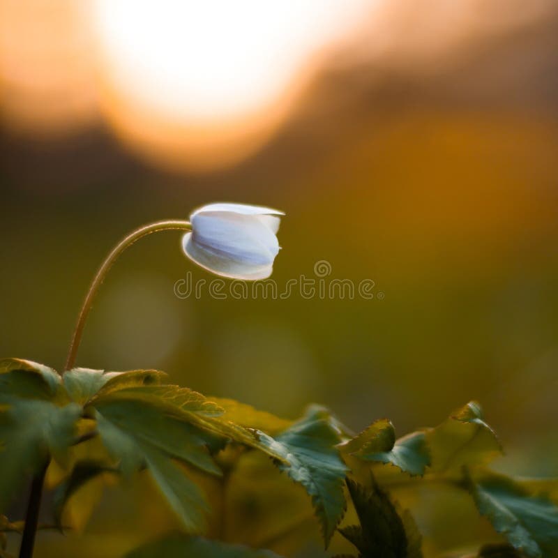 Sola flor blanca imagen de archivo. Imagen de contexto - 37903907