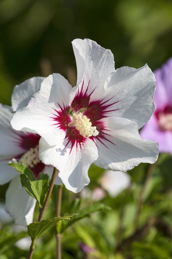 Sola Flor Rosada Hermosa Del Syriacus Rosado Del Hibisco Que Florece En