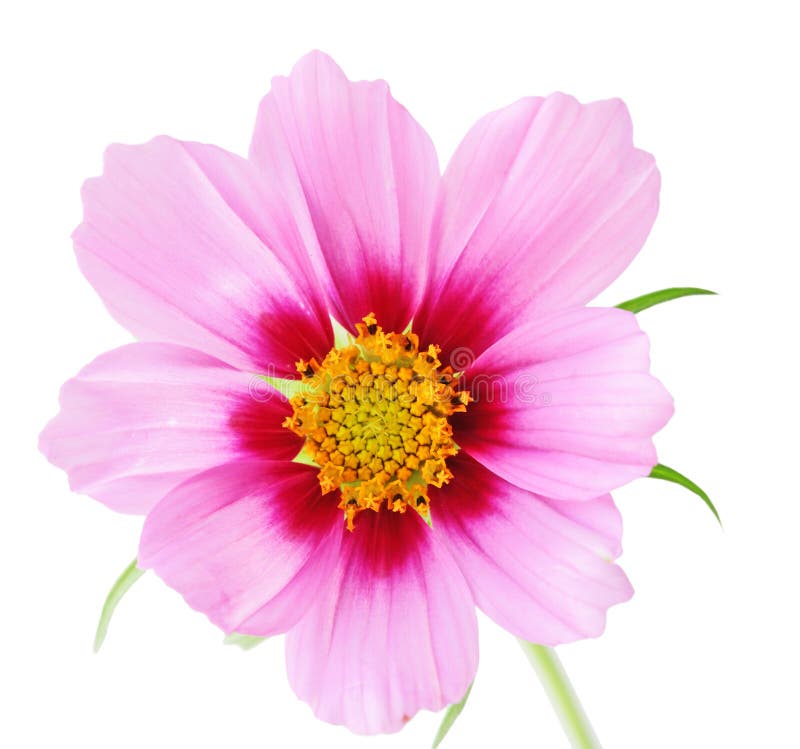 Sola flor de la sonata foto de archivo. Imagen de perenne - 5991886