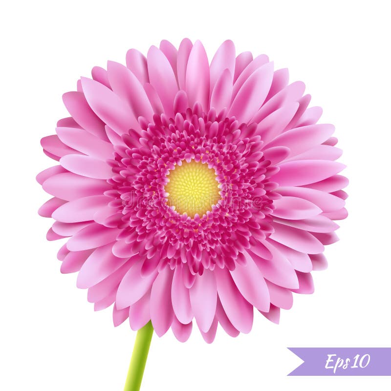 Flores Rosadas Del Gerbera Ilustración Del Vector Ilustración del ...