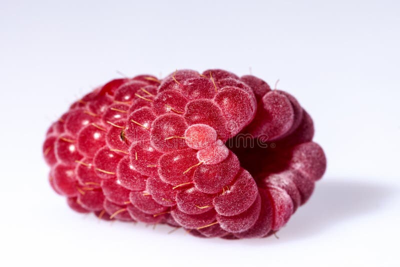 Sola Frambuesa Roja Aislada En El Fondo Blanco Imagen de archivo ...
