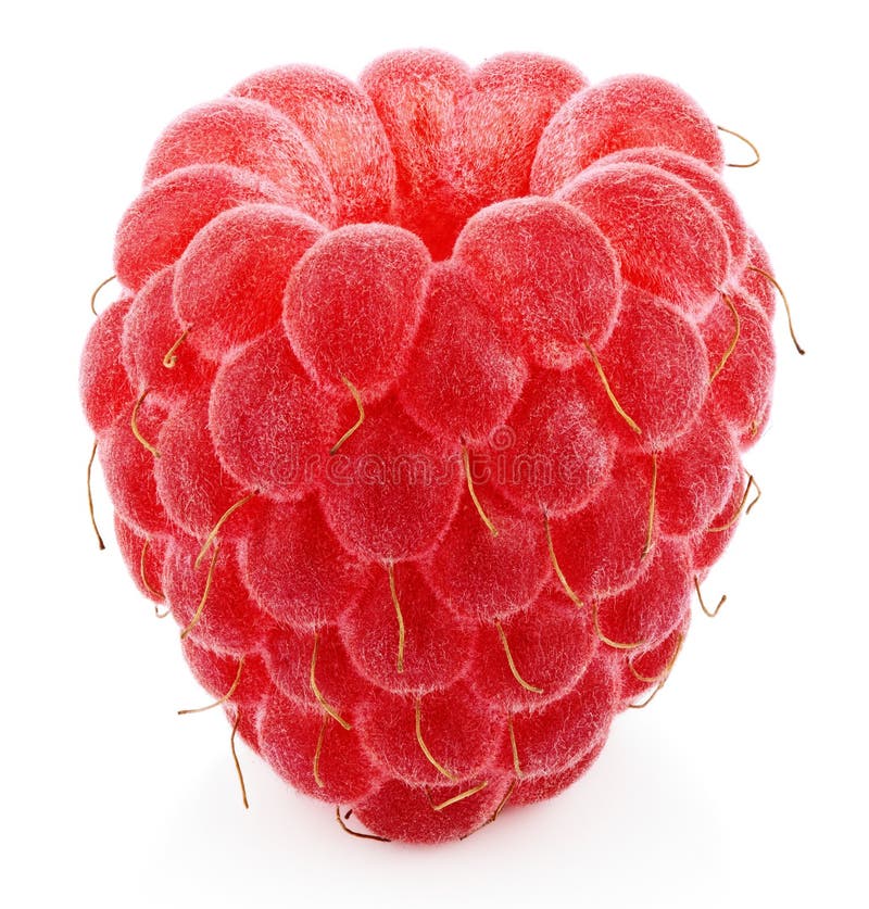 Sola Fruta De La Frambuesa Roja Aislada En Blanco Foto de archivo ...