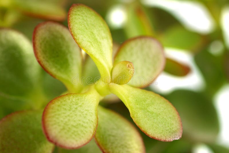 Sola Planta Suculenta Verde Foto de archivo - Imagen de ventana, hoja ...