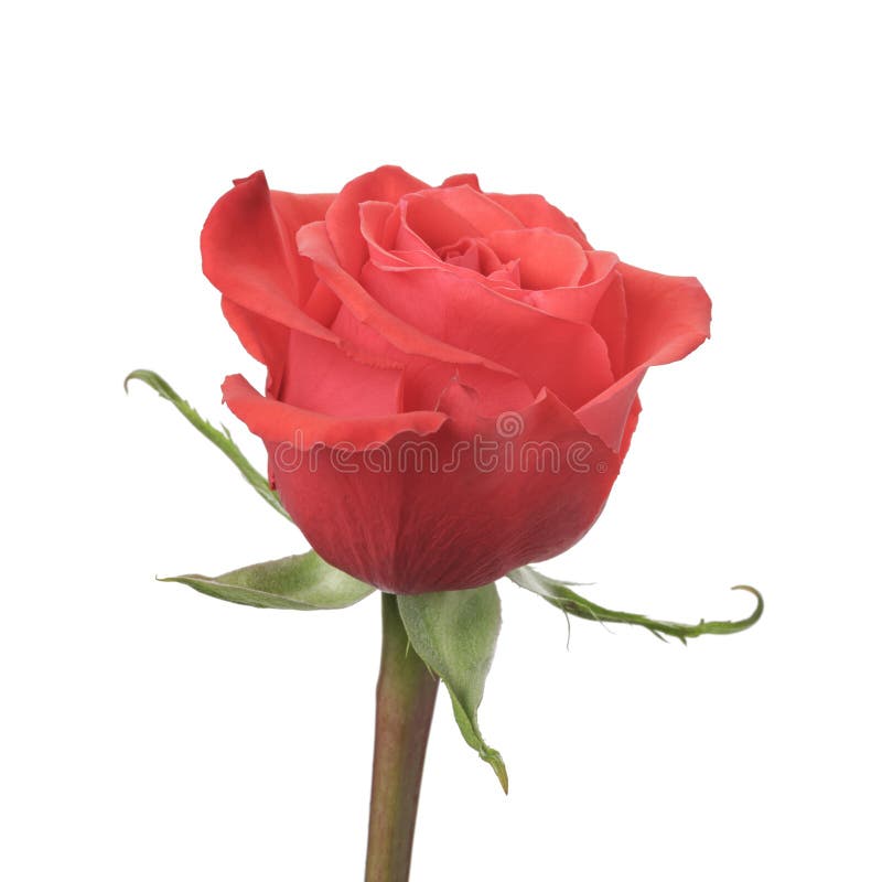 Sola Rosa De La Rosa Aislada En El Fondo Blanco Imagen de archivo ...