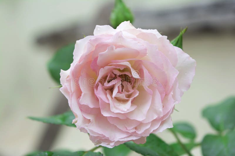 Sola Rosa Del Rosa En Una Planta Imagen de archivo - Imagen de ...