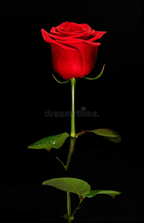 Sola Rosa Romántica Del Rojo Foto de archivo - Imagen de rojo ...