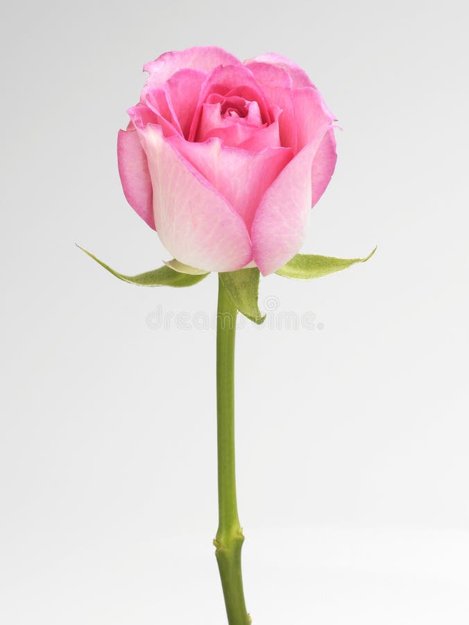 Sola Rose rosada imagen de archivo. Imagen de flor, vertical - 10615475