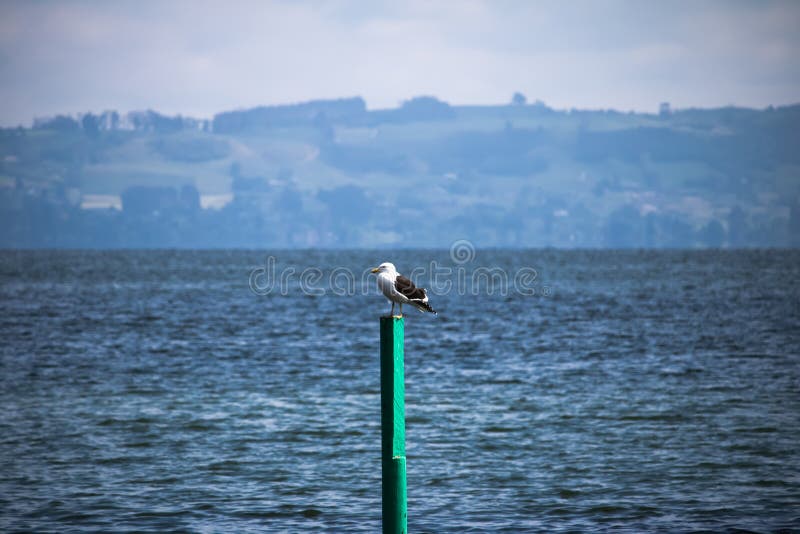 Solamente Es Tan Bueno Que Me Coloco En Soledad Imagen de archivo ...