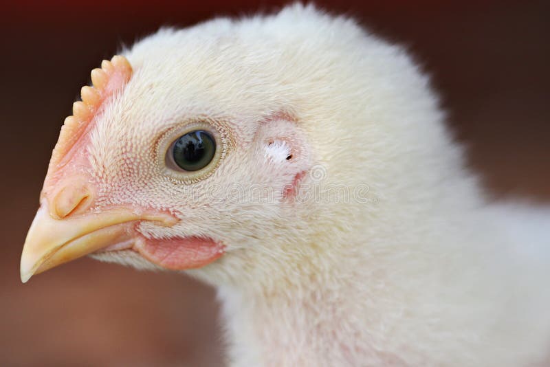 Solamente polluelo foto de archivo. Imagen de lindo, granja - 5581250