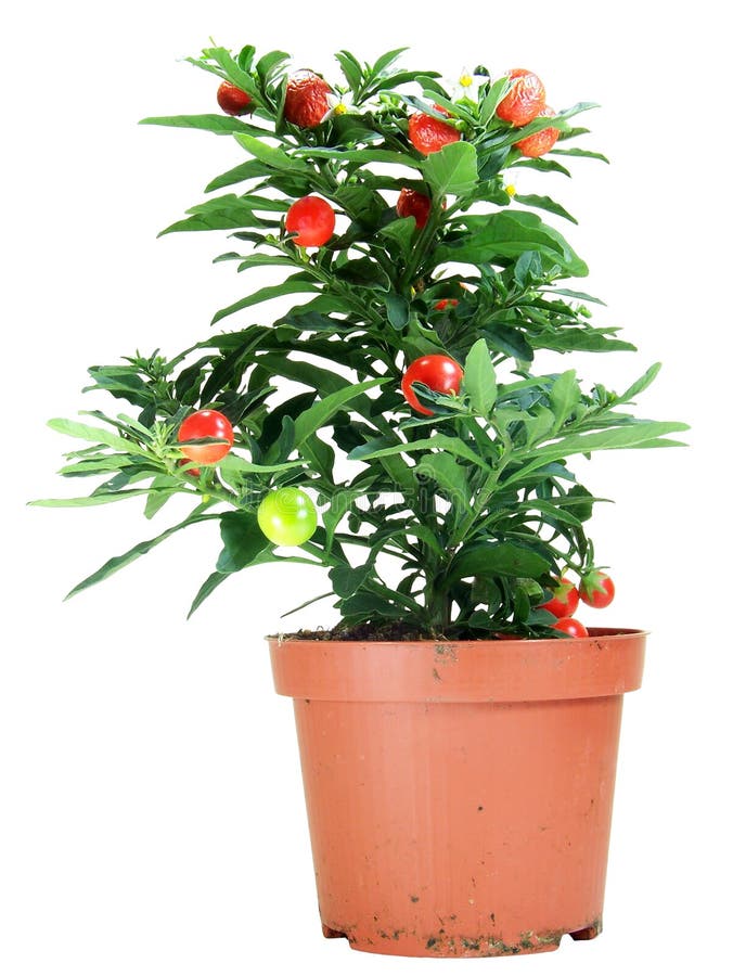 La Planta En Conserva Del Almácigo Del Tomate Con Las Flores Y El Rojo ...