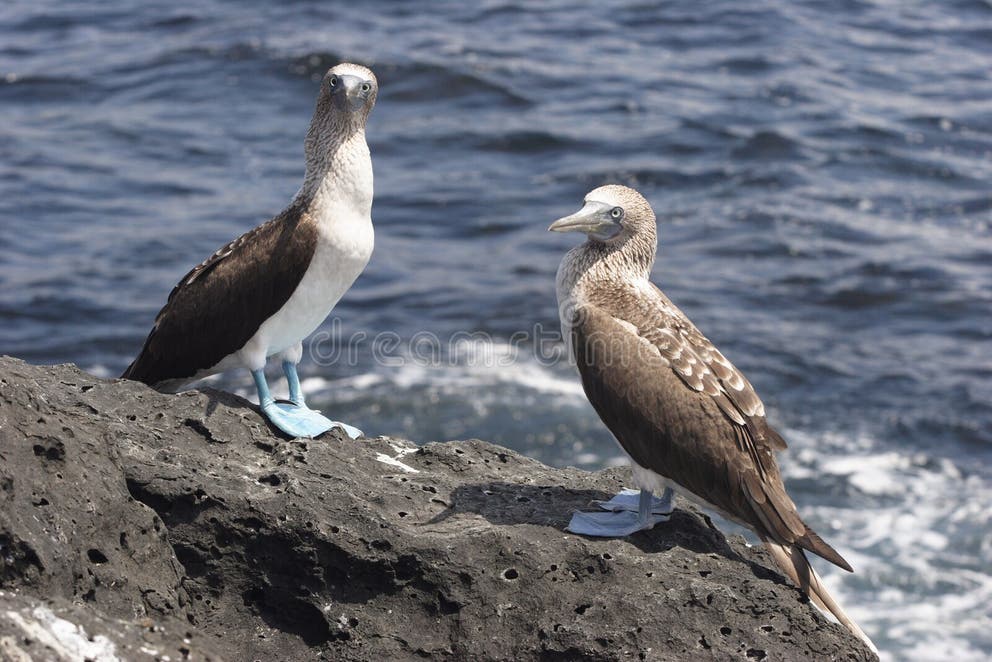 Solan Goose (Sula Nebouxii) Stock Photo - Image of variegata, santa ...