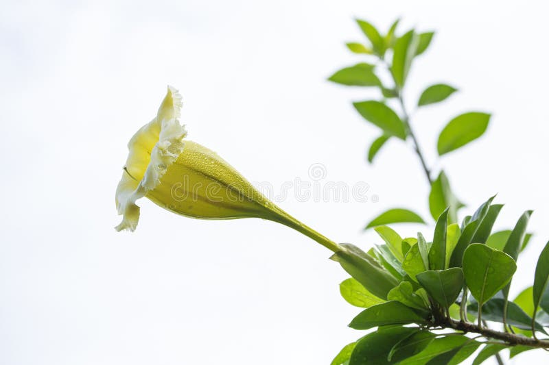 Solandra Grandiflora Blooming. Stock Image - Image of garden, botany ...