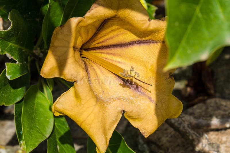 Solandra Maxima flower stock photo. Image of beautiful - 131930798