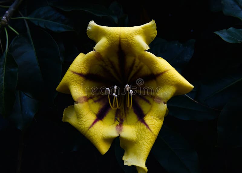 Solandra maxima flower stock image. Image of yellow - 265619401