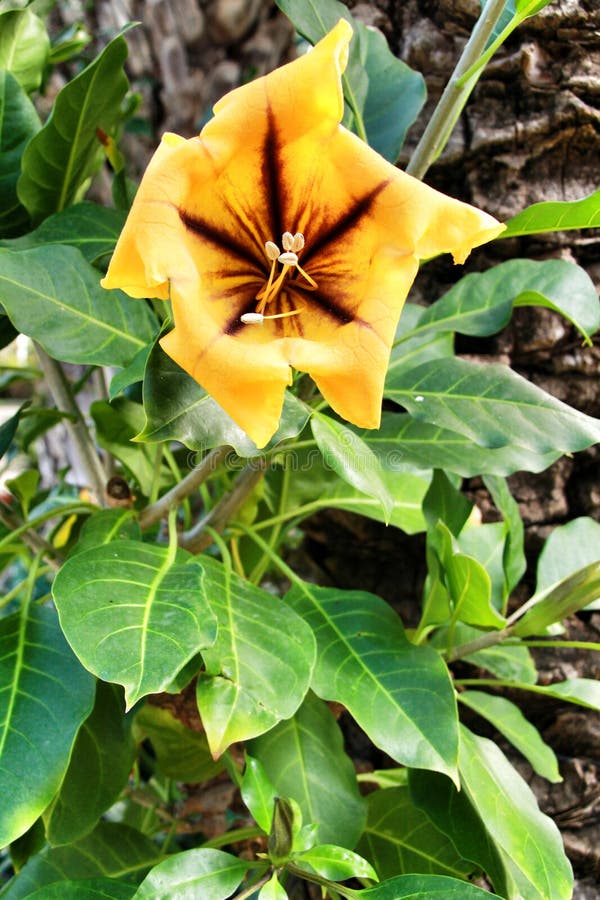 Flower And Bud Of The Solandra Nitida Chalice Vine Stock Image - Image ...