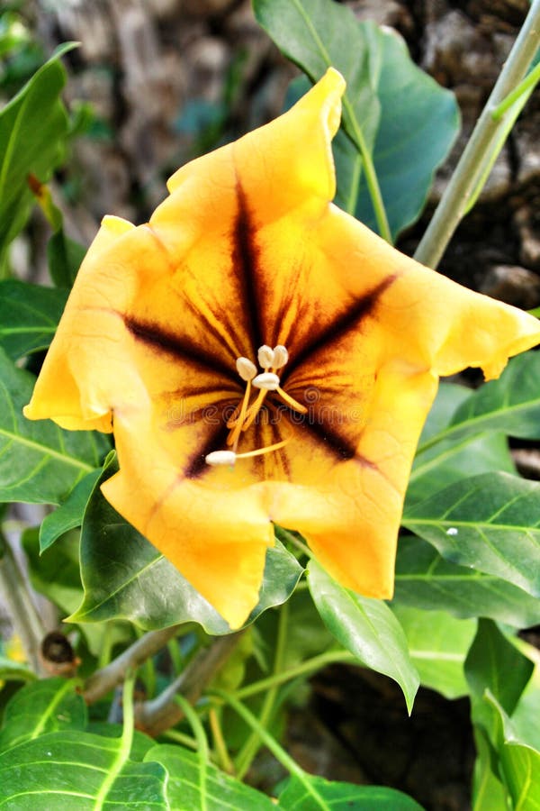 Solandra Maxima Flower in the Garden Stock Image - Image of closeup ...