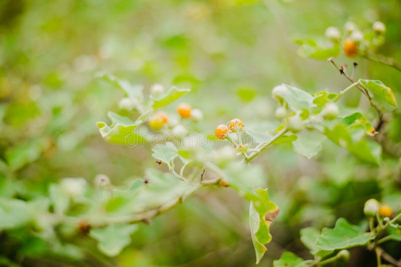 Solanum incanum grow stock image. Image of season, grow - 201278479