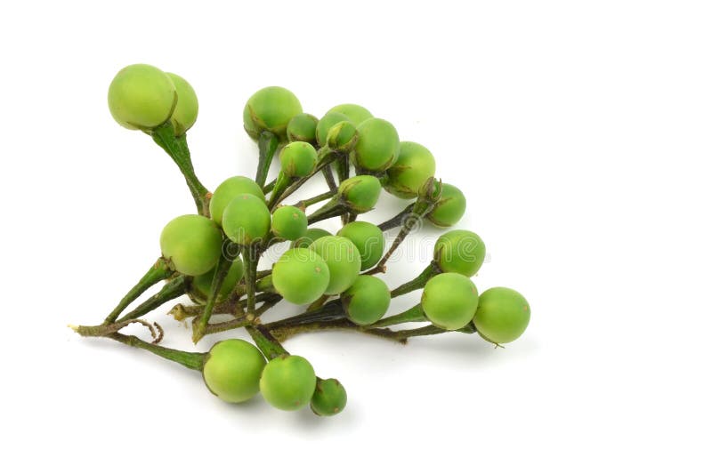 Solanum indicum L. stock image. Image of solanum, bitter - 45626575