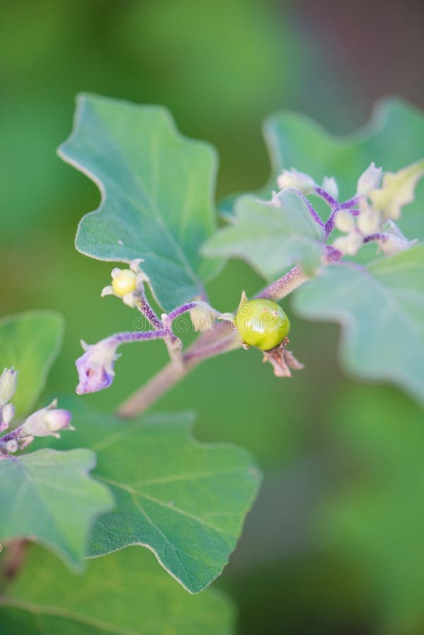 Solanum Indicum,Herb and Food Stock Image - Image of gardening, nature ...