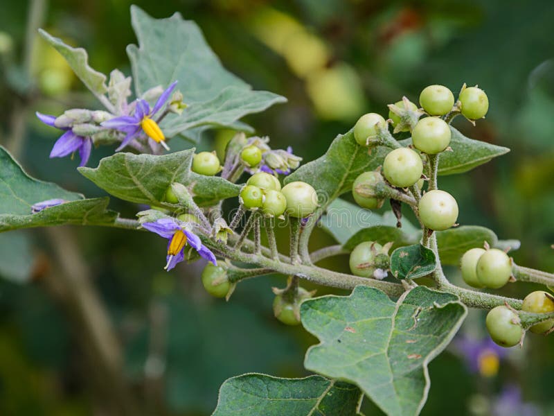 Solanum Indicum L. Stock Photo - Image: 45626575