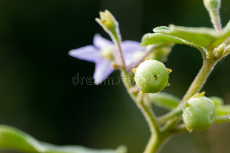 Solanum Indicum on the Tree in Organic Farm. Stock Image - Image of ...