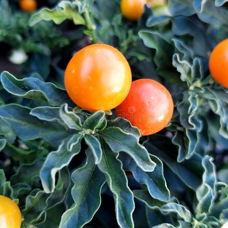 Jerusalem Cherry Winter Cherry ( Solanum Pseudocapsicum ) Berries ...