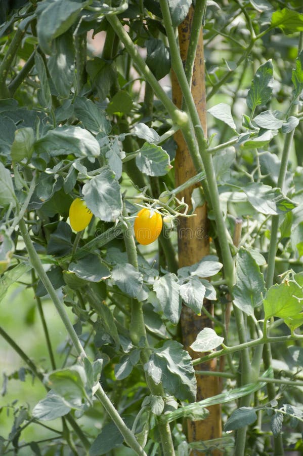 Solanum lycopersicum tree stock image. Image of green - 79084345