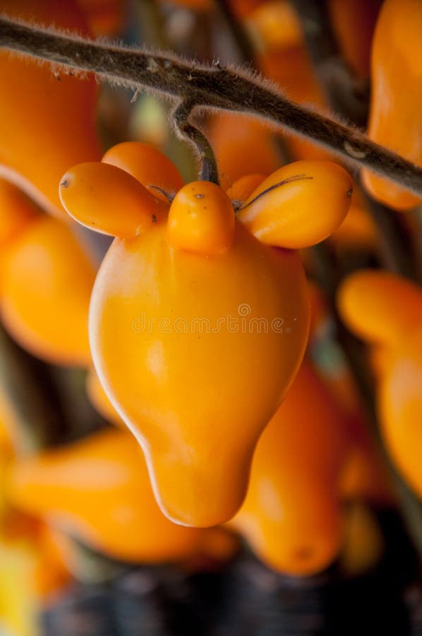Solanum Mammosum Growing in the Garden Stock Image - Image of amazon ...