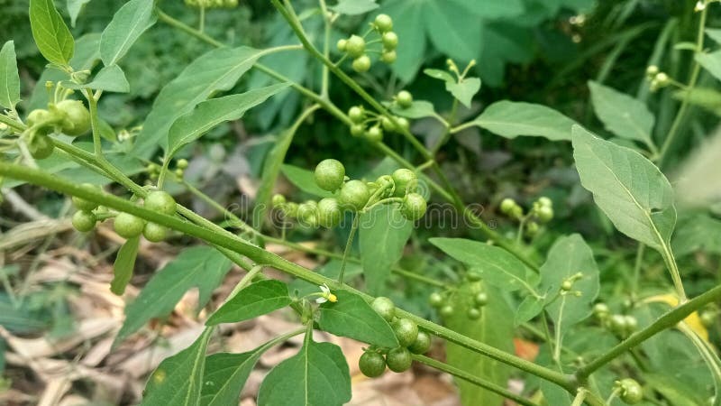 Closeup View of Solanum Nigrum Stock Image - Image of flora, bush ...
