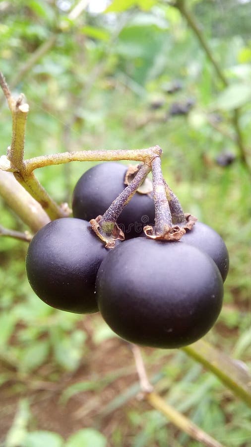 Solanum nigrum or lenca stock image. Image of solanum - 221679693