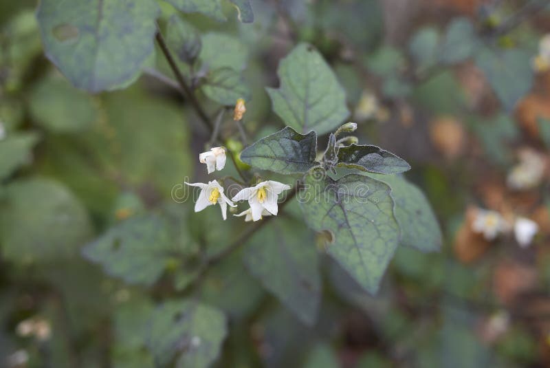 Solanum Nigrum Plant in Bloom Stock Image - Image of close, garden ...