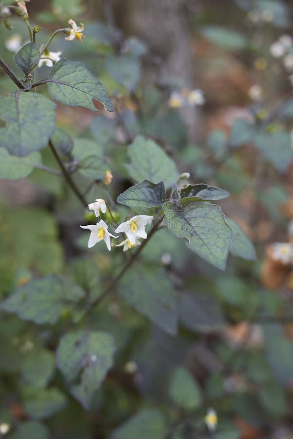 Solanum Nigrum Plant in Bloom Stock Photo - Image of bloom, hounds ...