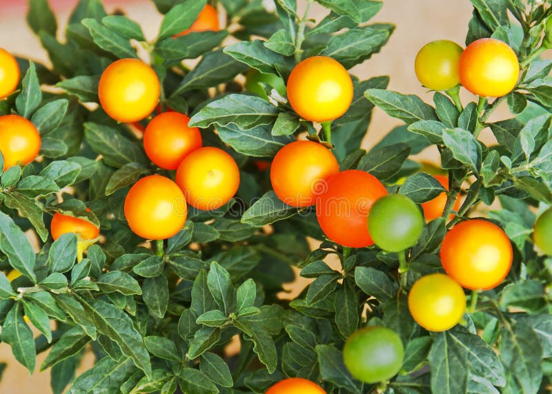 Solanum plant stock photo. Image of flower, chinese, garden - 32781608