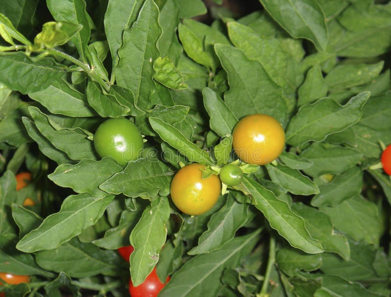 Solanum Pseudocapsicum Plant With Fruit In The Fall In Central Park ...