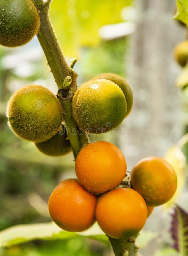 Solanum Quitoense - Lulo Organic Fruit on the Tree Stock Photo - Image ...