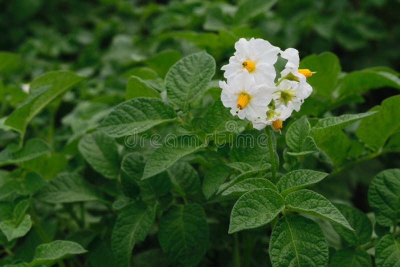 La Flor De Solanum Tuberosum Al Madurar, El Feto Es Venenosa Foto de ...