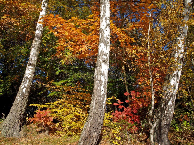 Solar Autumn Landscape Three Birches Stock Photos - Free & Royalty-Free ...