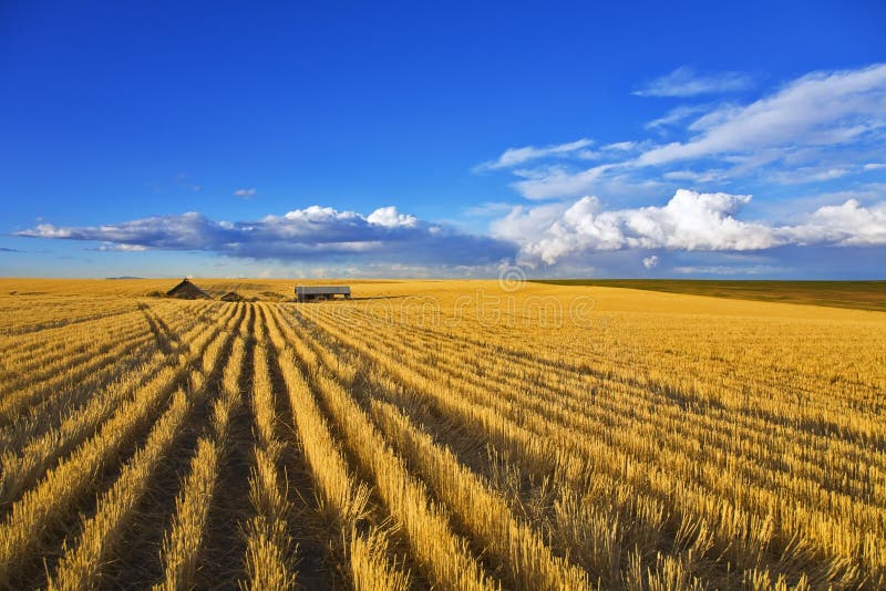 Solar Autumn Midday after Harvesting Stock Photo - Image of cereal ...