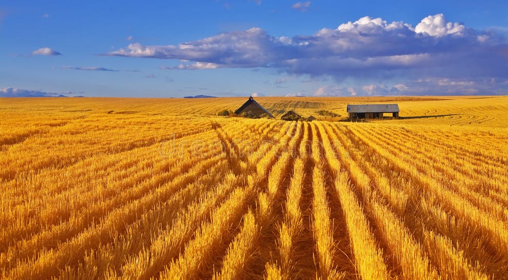 Solar Autumn Midday in Montana Stock Photo - Image of food, cultivated ...