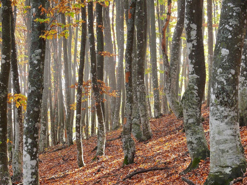 Solar Autumn Morning in Wood Stock Photo - Image of harmony, romantic ...