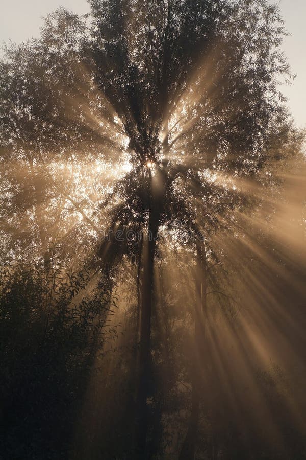 The solar beam stock photo. Image of light, wood, tree - 6156460