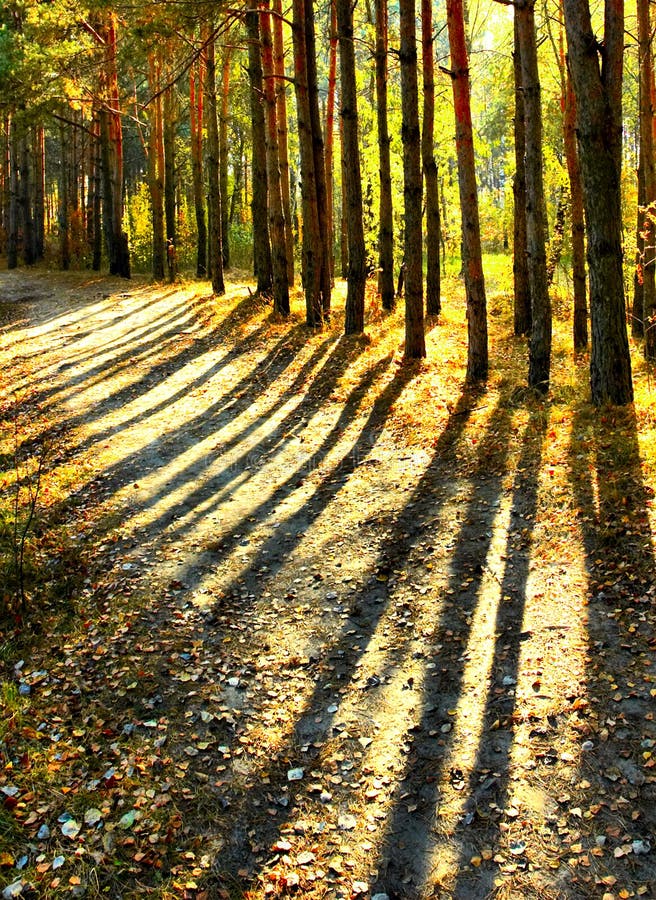 Solar beams in the forest stock image. Image of long, falls - 6463825