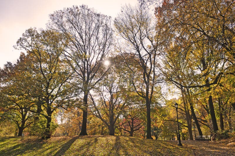 Solar Beams Making the Way through a Trees Stock Image - Image of ohio ...