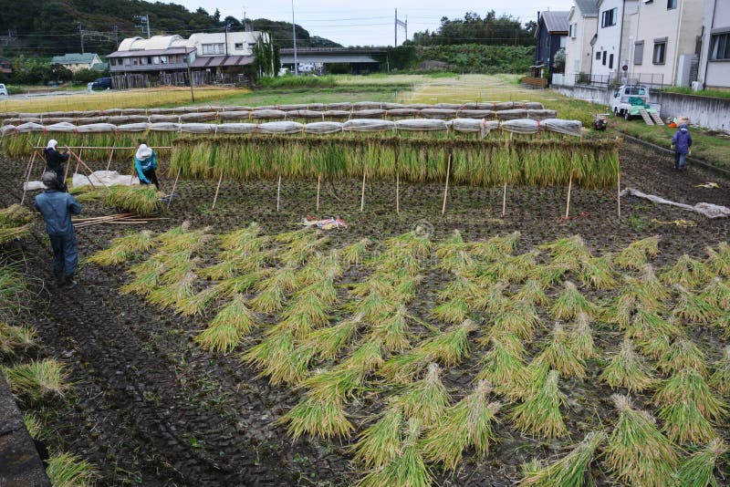 Traditional Farm Work in Japan Editorial Photography - Image of clear ...