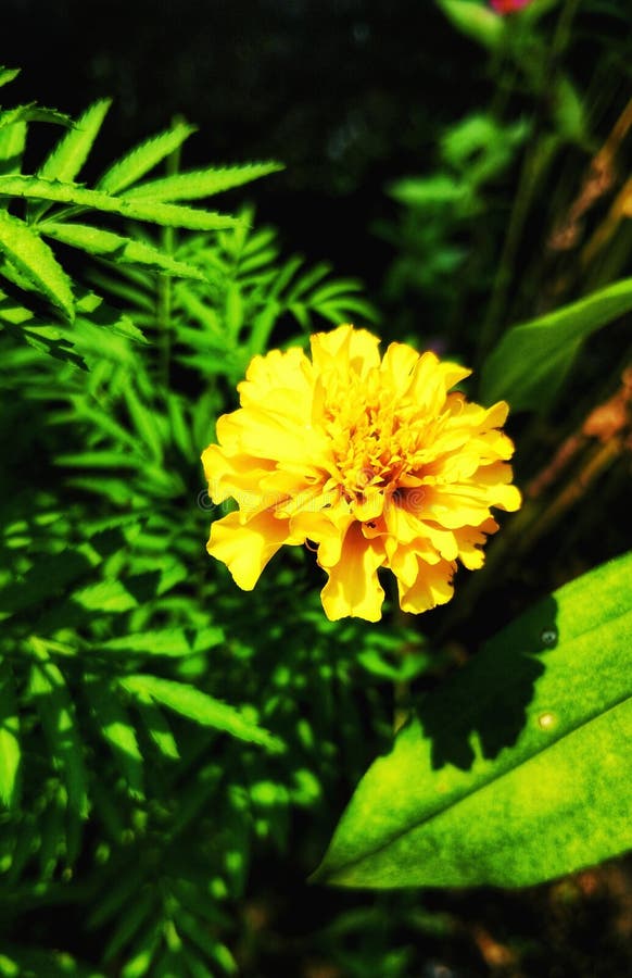 Solar Flare in the Garden stock photo. Image of solar - 383936942